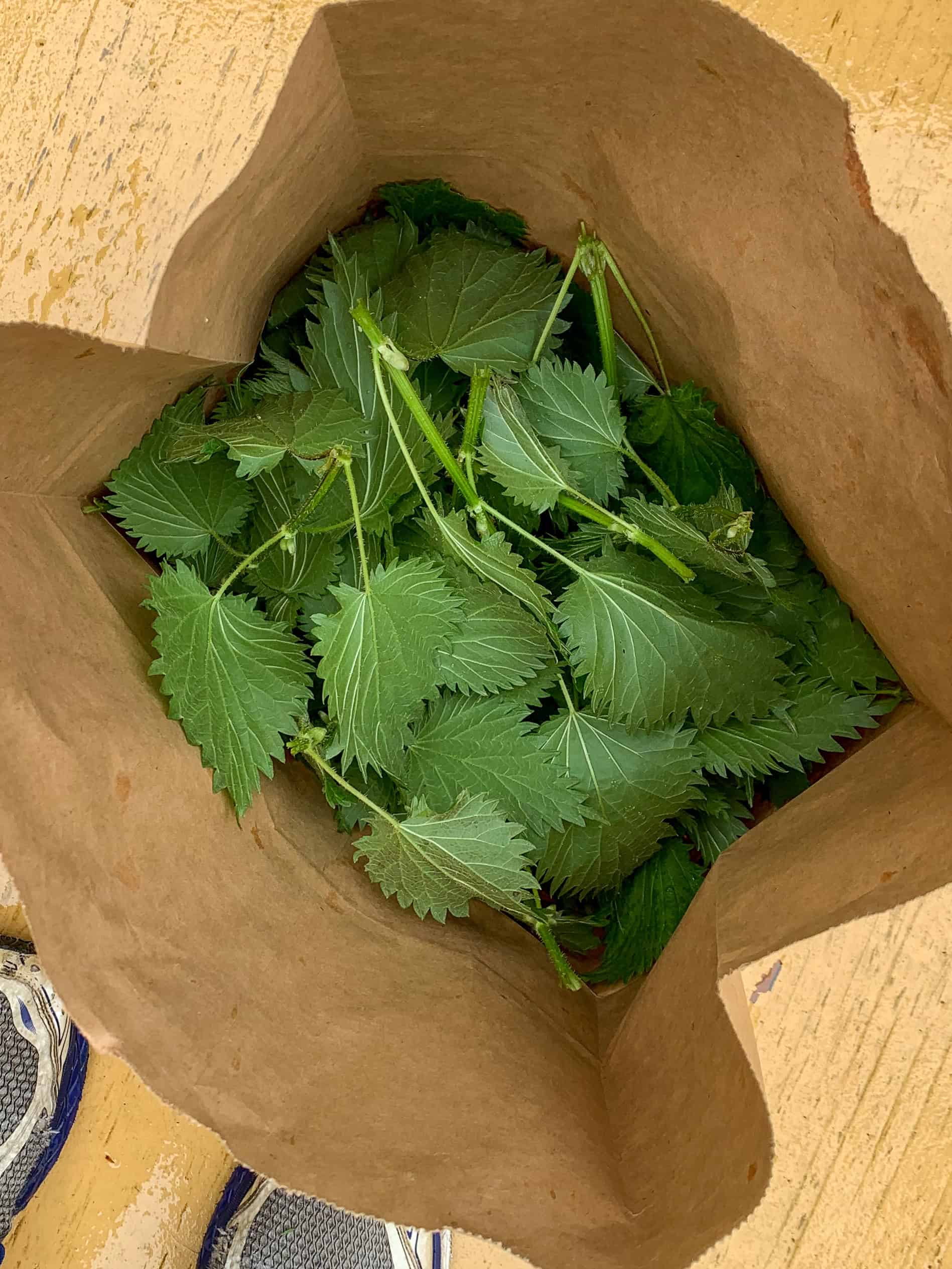 Fresh Nettle Soup With Coconut Milk - How To Make Dinner